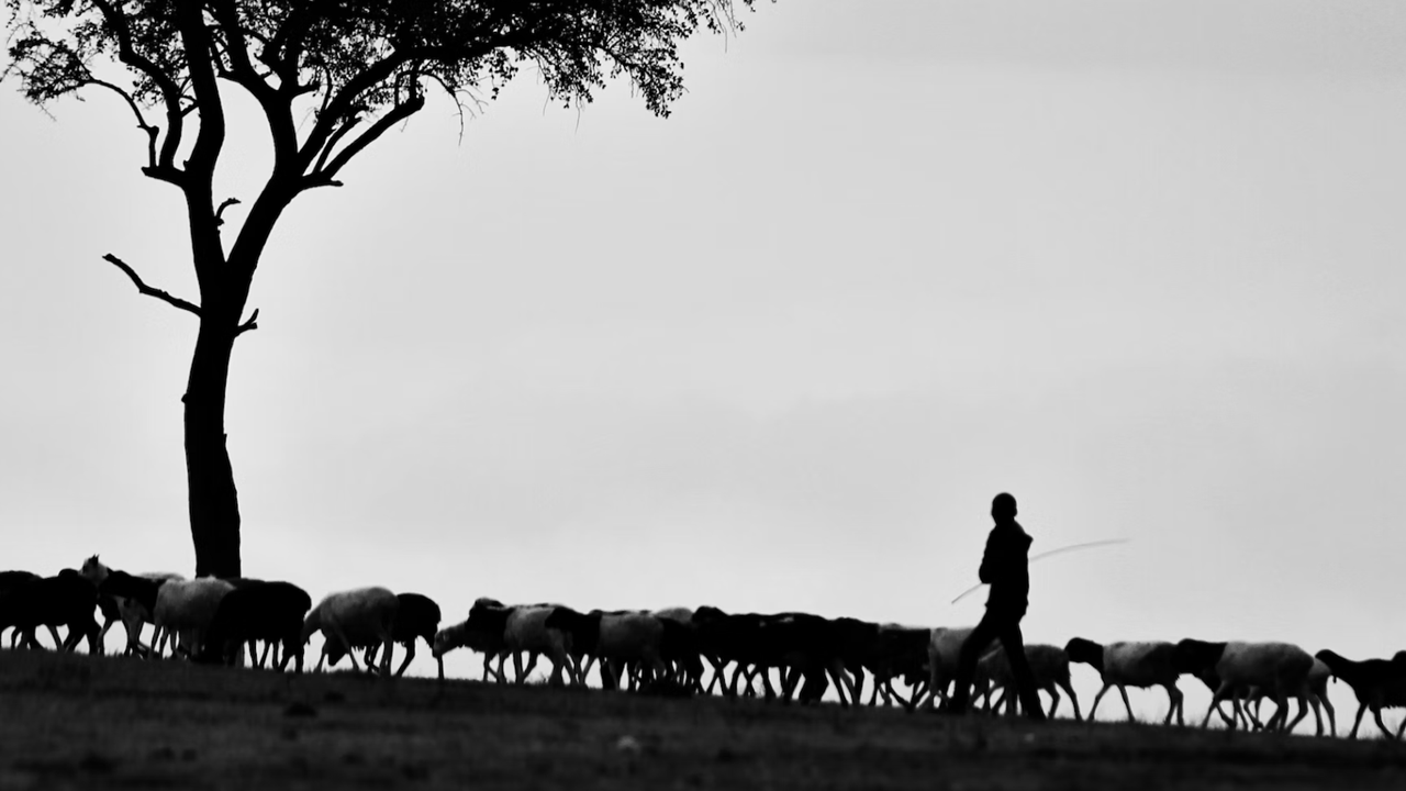 The faith of the shepherds: A Christmas reflection | Article | Unbelievable