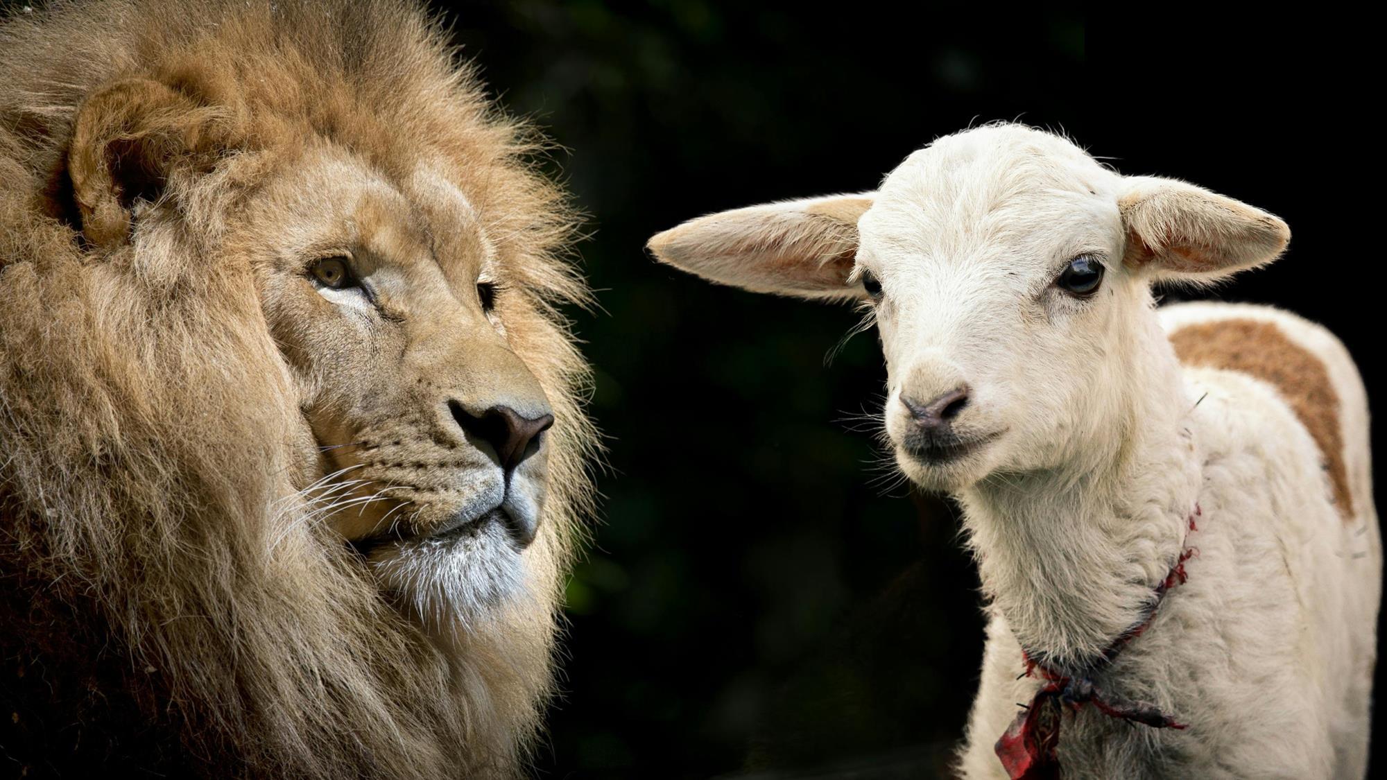 A Lion, a Lamb, and a Lab Coat - The Hope for Unity in Science and ...